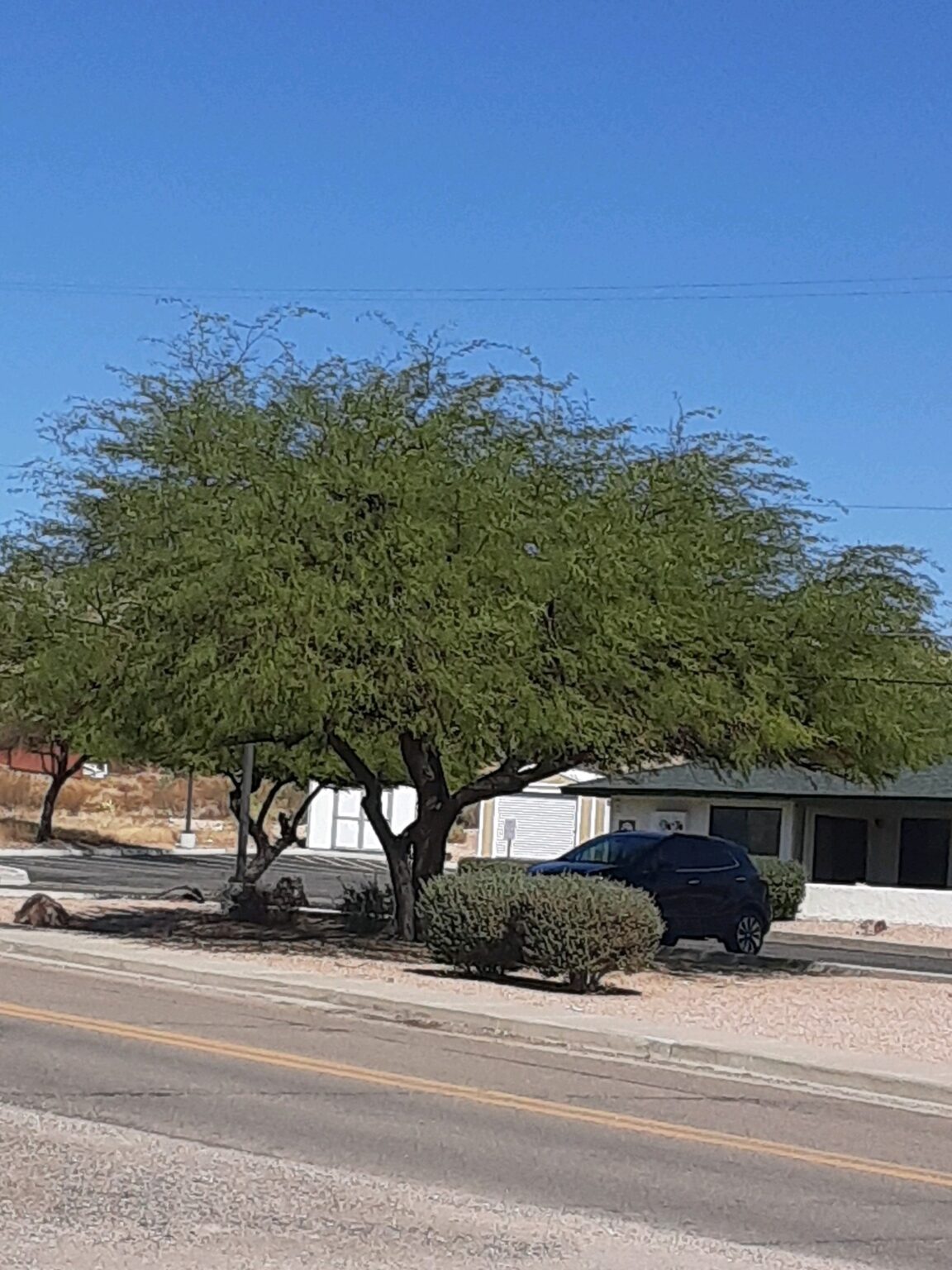 Our Trees - Super Fast Growing Trees